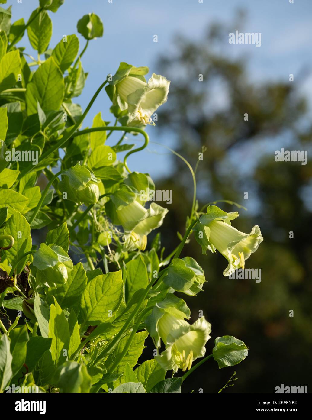 Cobaea Scandens, Cathedral Bell flowers, climbing plant native to ...