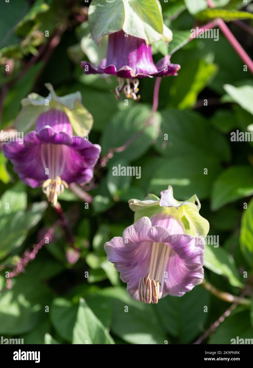 Cobaea Scandens, Cathedral Bell flowers, climbing plant native to ...