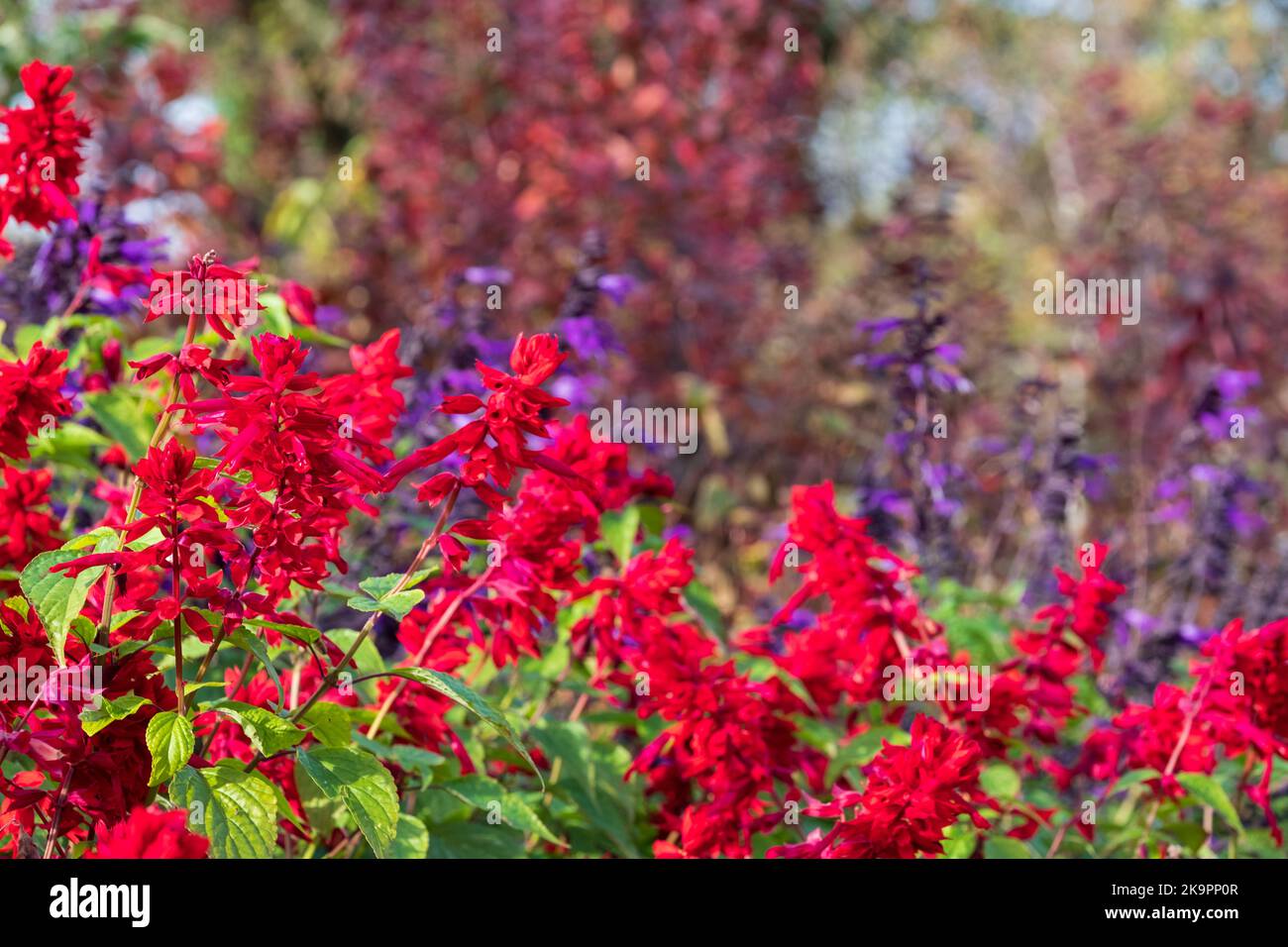 Flower bed filled with colourful red and purple salvia flowers ...