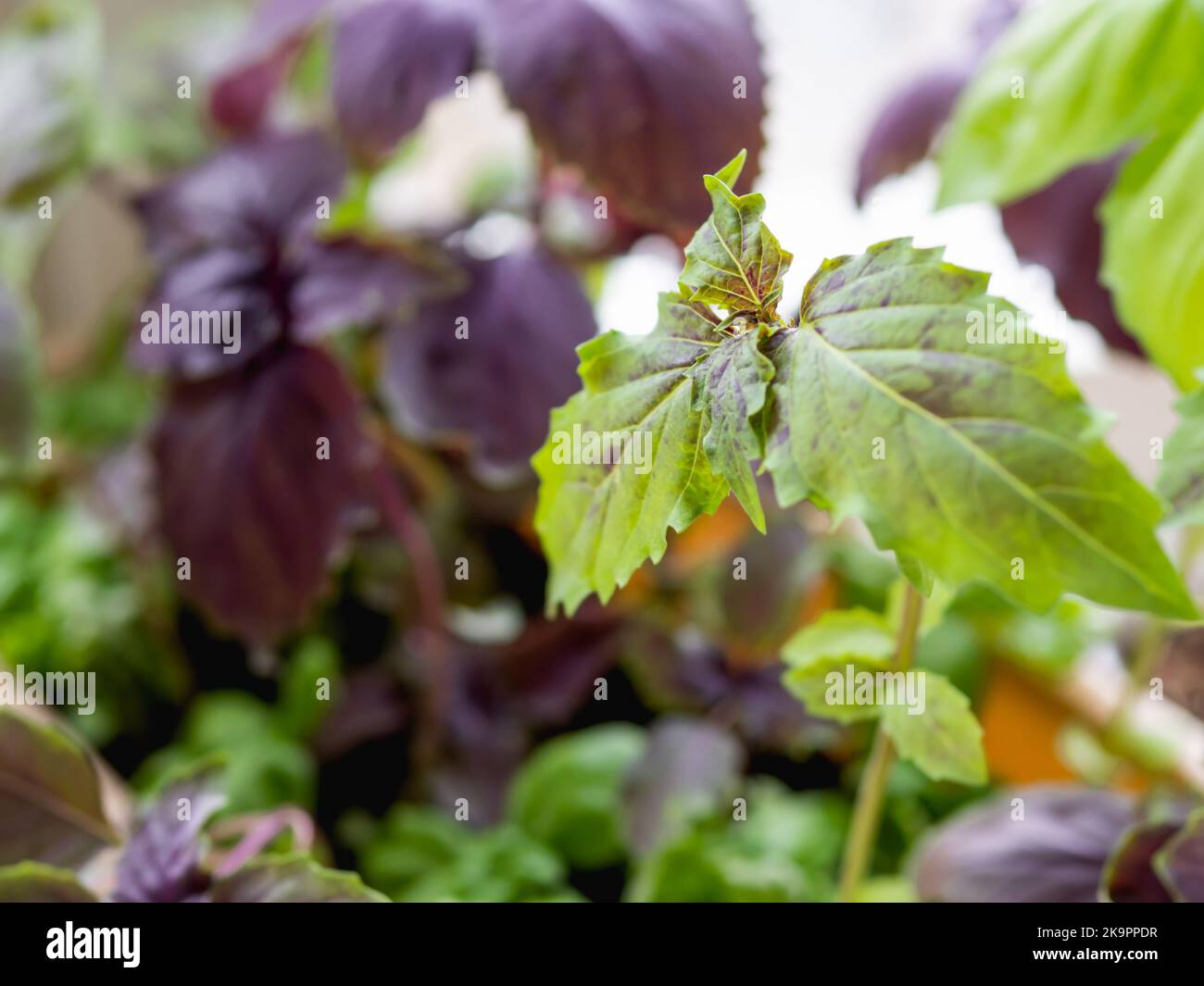 Basil seedlings. Growing edible organic basil, arugula, microgreens for ...
