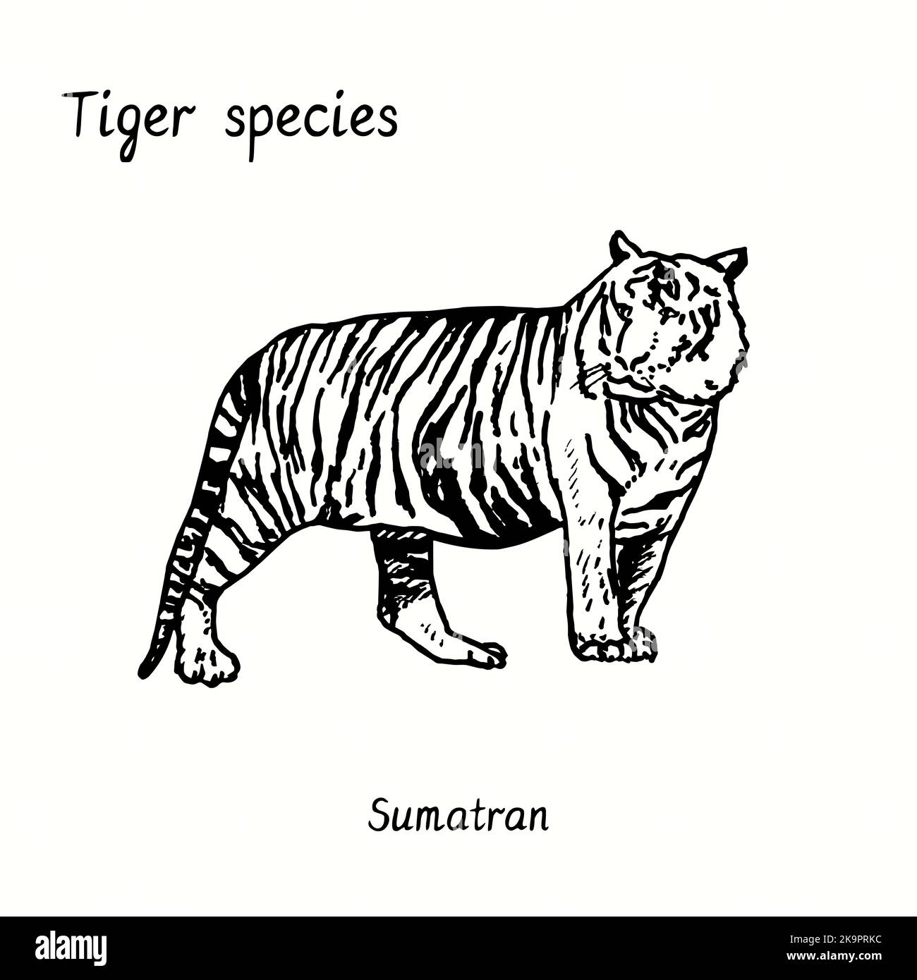 Tiger species collection, standing side view, Sumatran. Ink black and ...