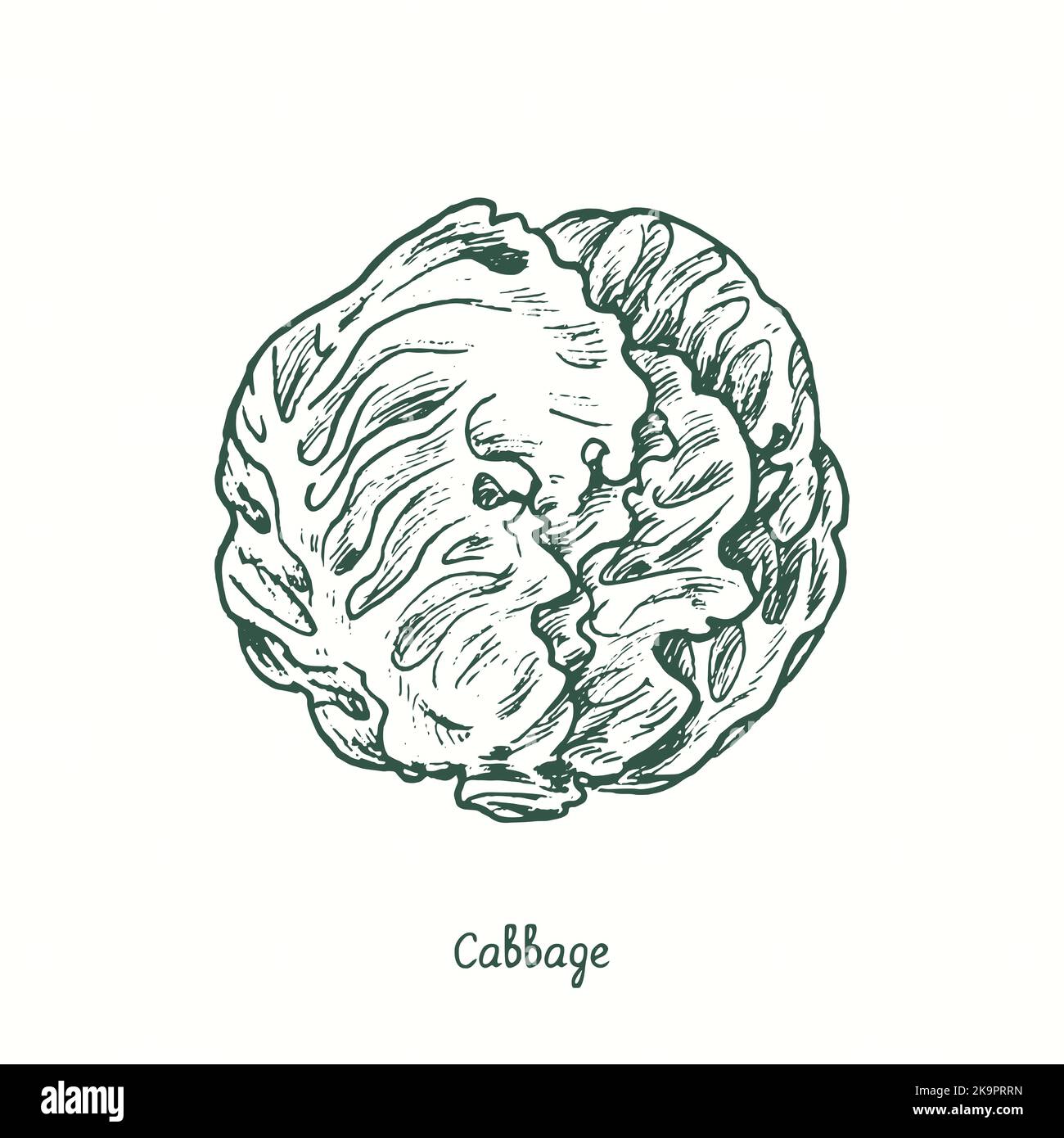 Cabbage. Ink black and white doodle drawing in woodcut style Stock ...