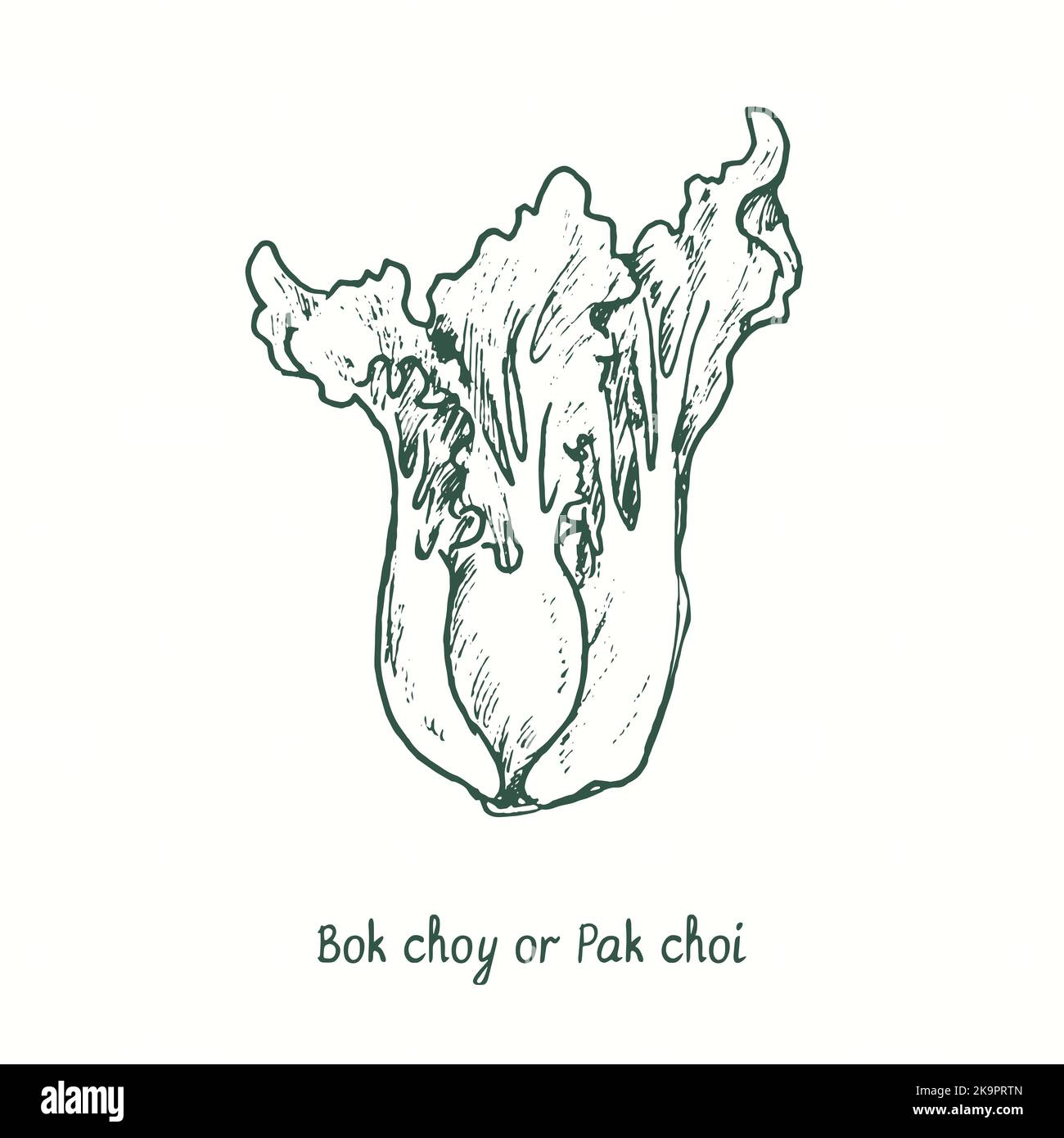 Bok choy or pak choi cabbage. Ink black and white doodle drawing in ...