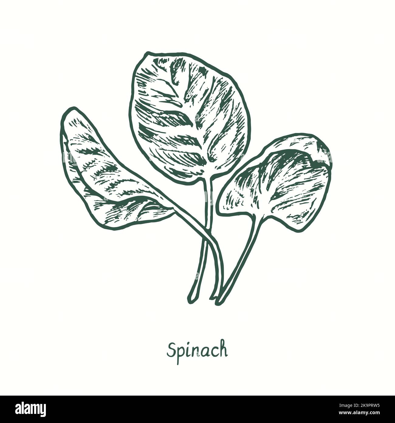 Spinach. Ink black and white doodle drawing in woodcut style Stock ...