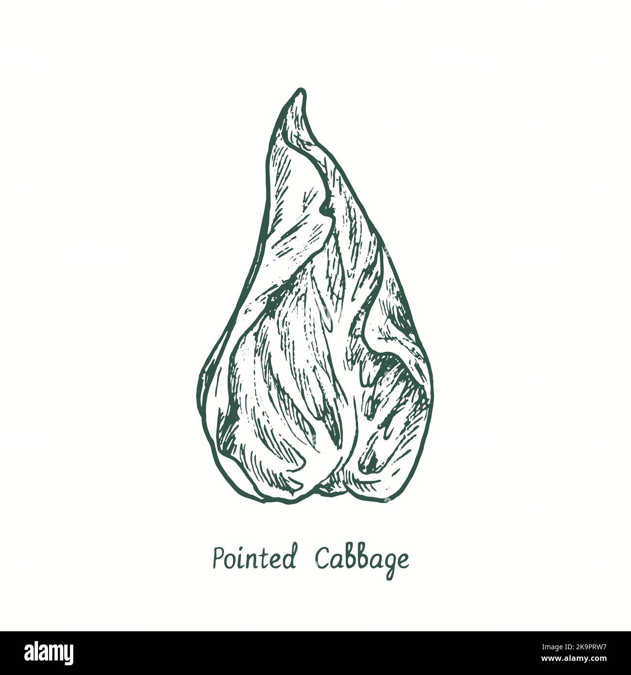 Pointed Cabbage. Ink black and white doodle drawing in woodcut style ...