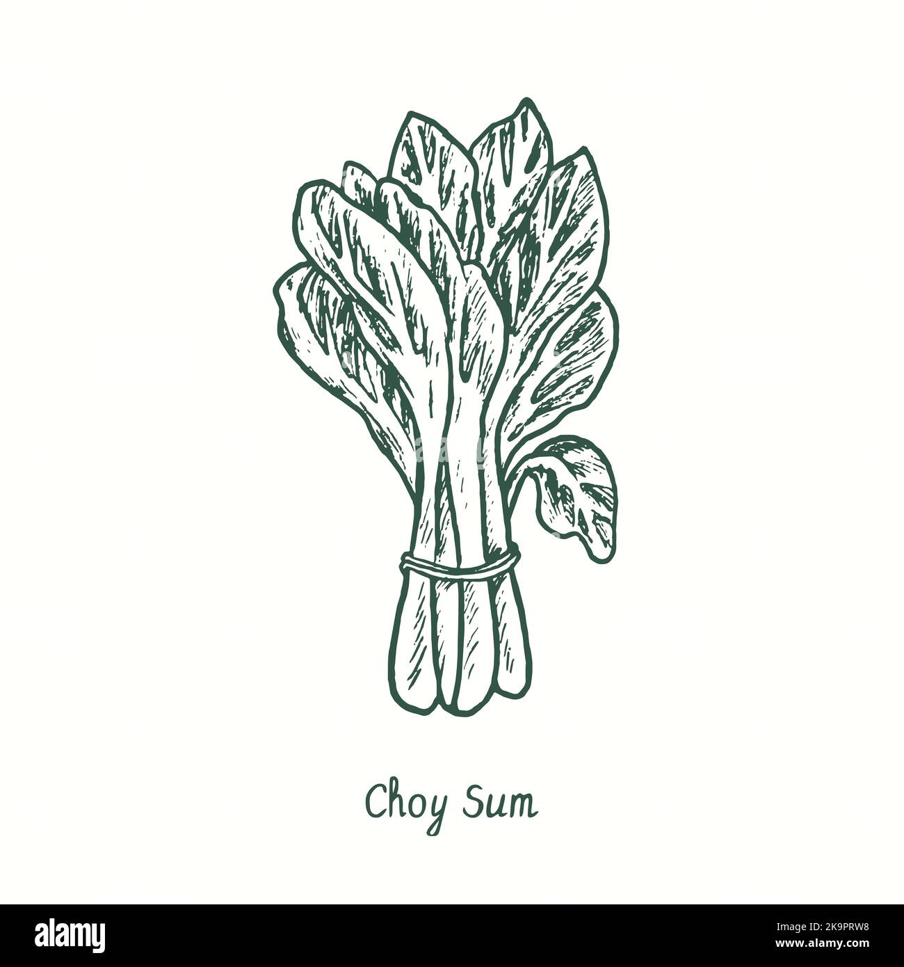 Choy Sum. Ink black and white doodle drawing in woodcut style Stock ...