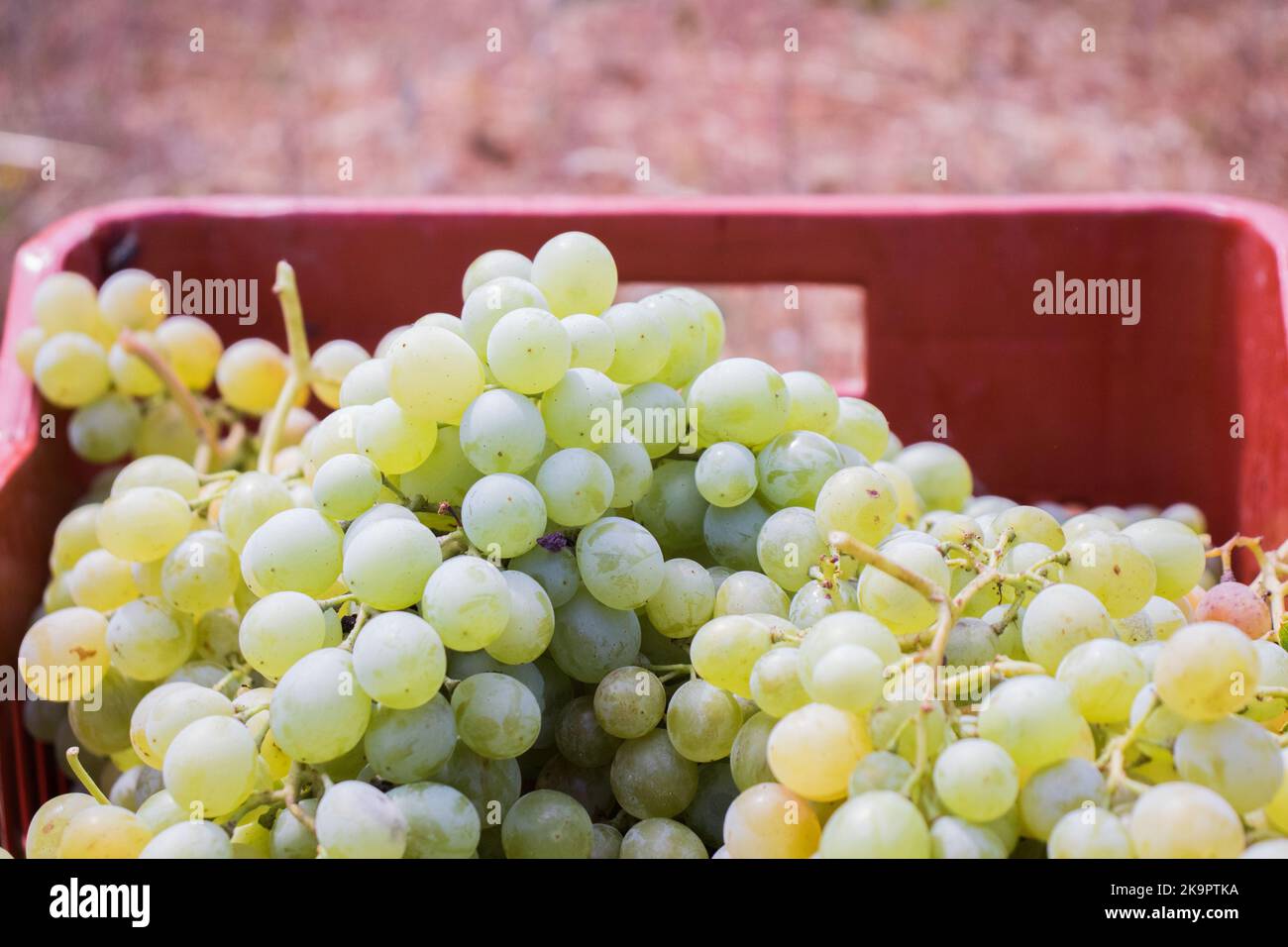 White grapes in a crate. Freshly harvested Stock Photo - Alamy