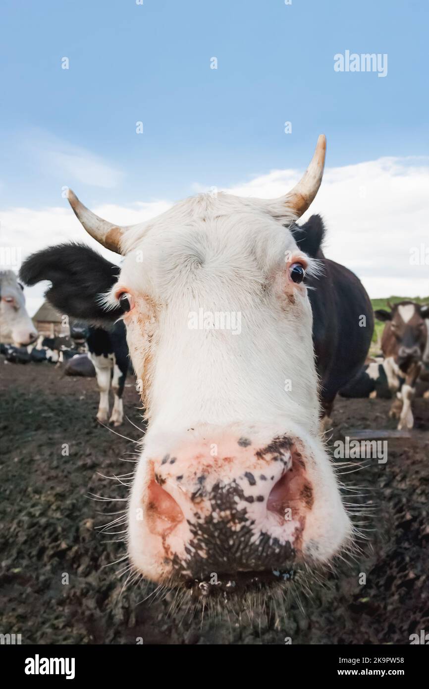 Close up portrait of curious cow among herd of cows and bulls. Dairy ...