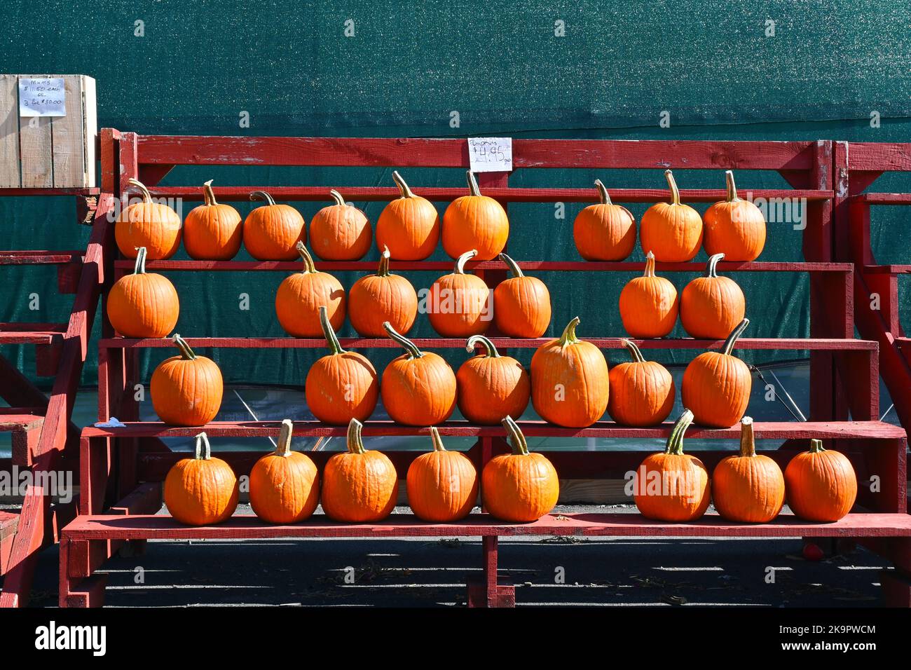 A large group of pumpkins of similar size on a display stand at a ...