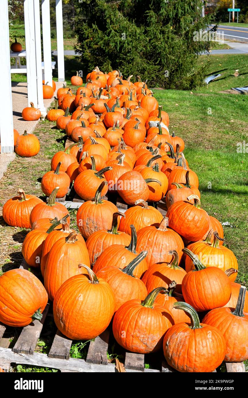 Pumpkins displayed on a lawn outside a pumpkin patch Stock Photo - Alamy