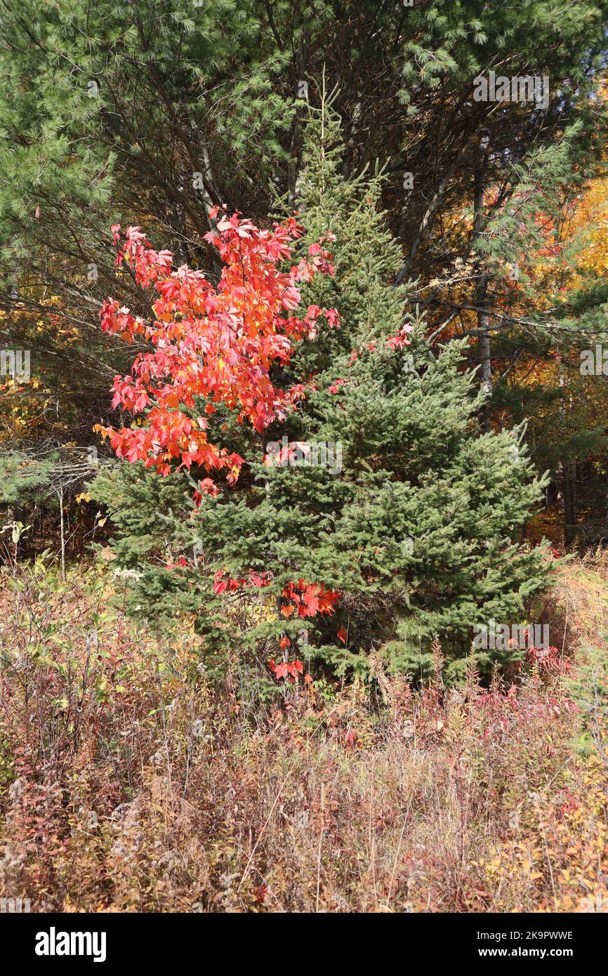 Fall in Northern Ontario Stock Photo - Alamy