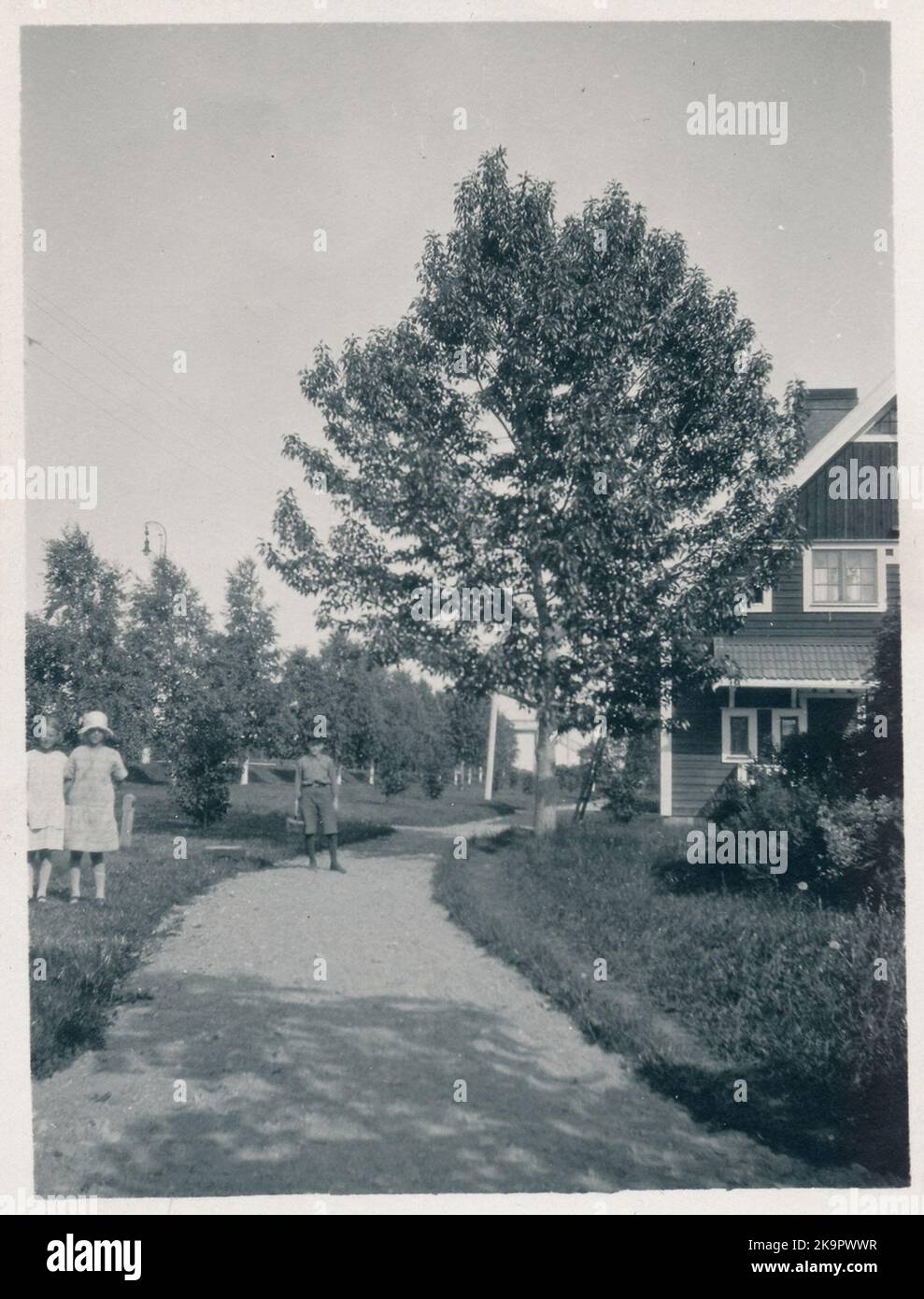 Bostain house. Planting in 1915 Jämtland balsam popping powerful plant ...