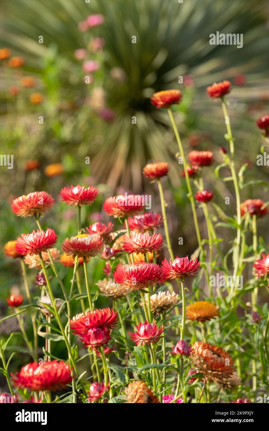 Xerochrysum Bracteatum flowers, also known as paper daisy, photographed ...