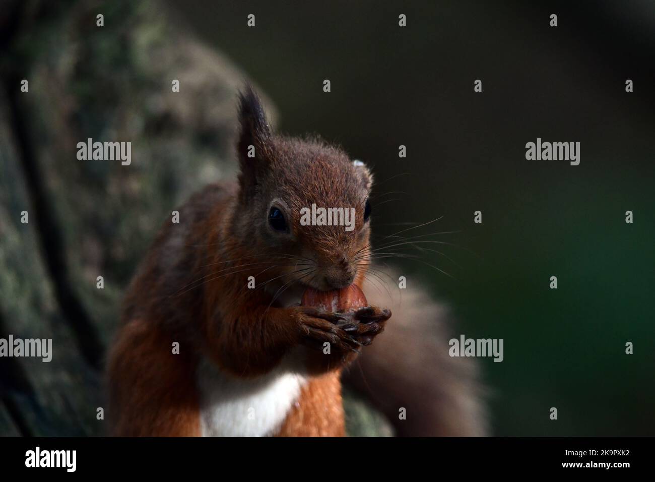 Scottish red squirrel (Sciurus vulgaris Stock Photo - Alamy