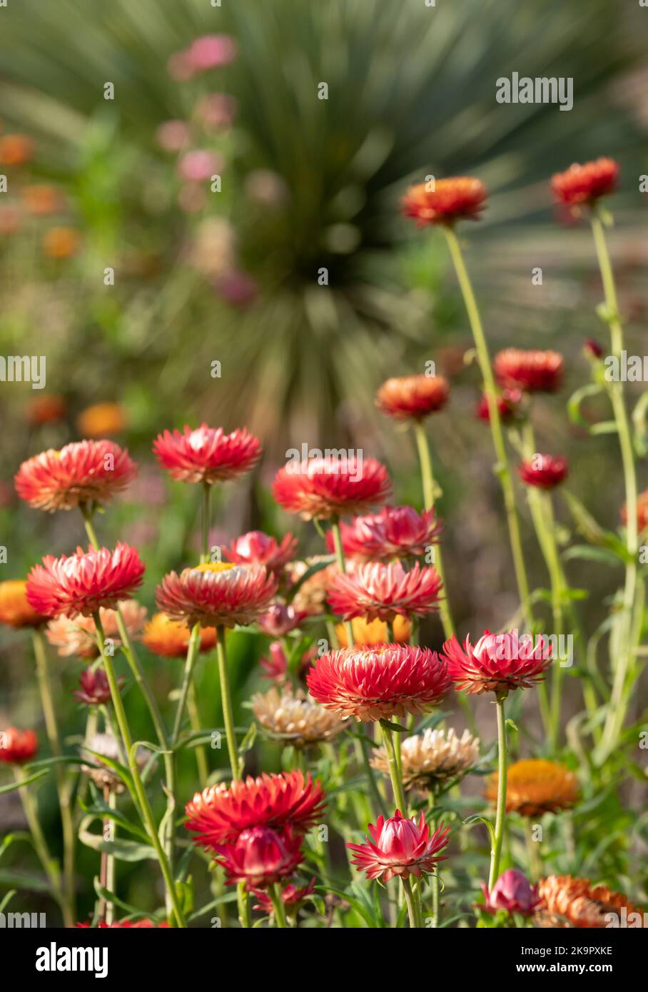 Xerochrysum Bracteatum flowers, also known as paper daisy, photographed ...