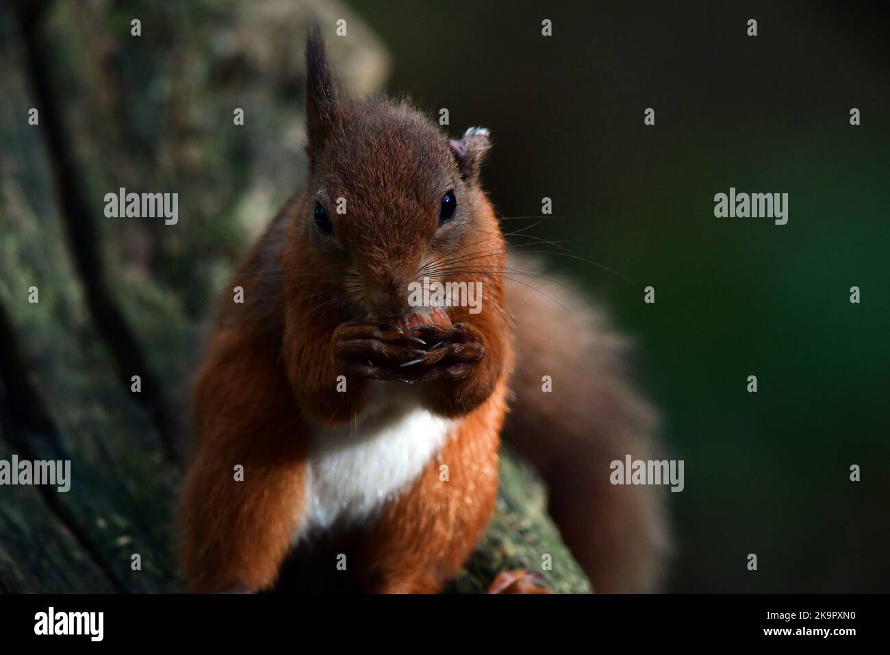 Scottish red squirrel (Sciurus vulgaris Stock Photo - Alamy