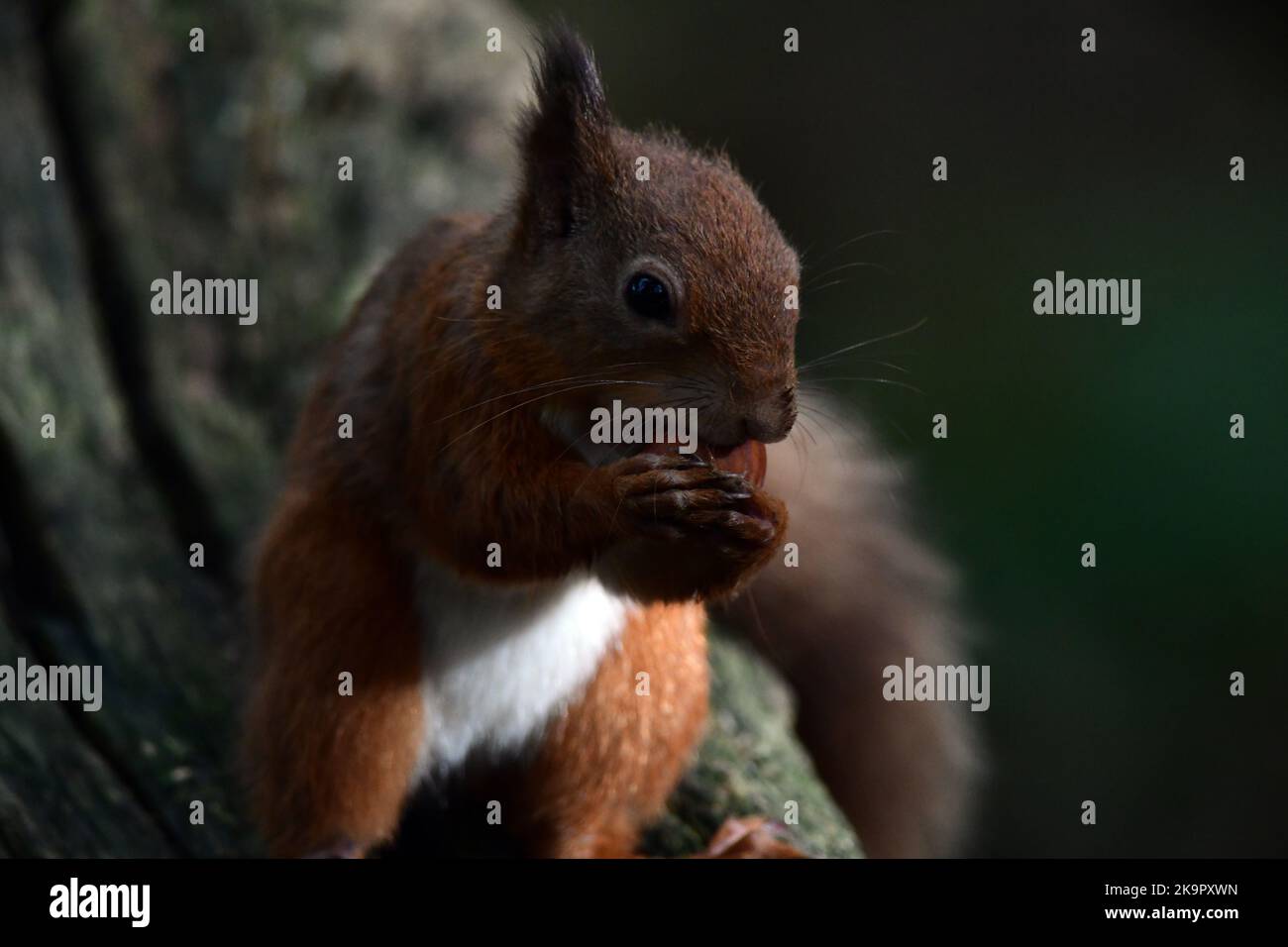 Scottish red squirrel (Sciurus vulgaris Stock Photo - Alamy