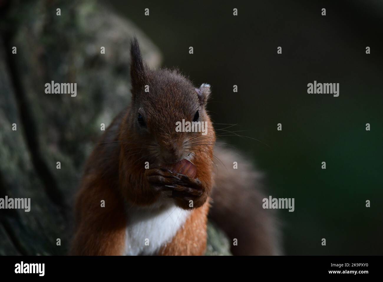 Scottish red squirrel (Sciurus vulgaris Stock Photo - Alamy