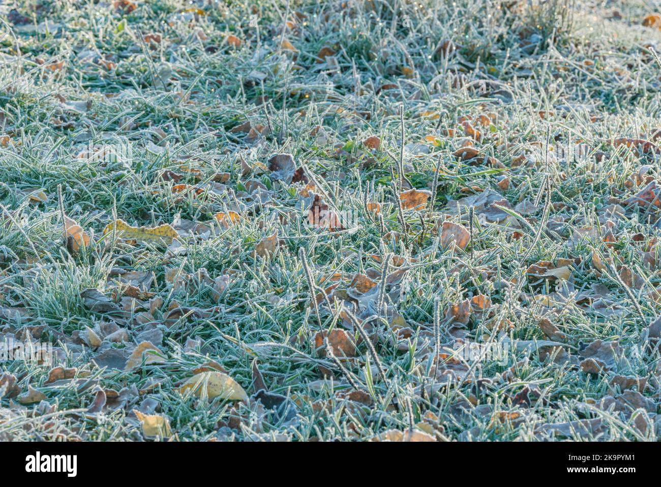 Grass under the frost at cold autumn morning Stock Photo - Alamy
