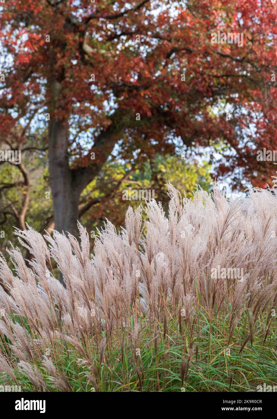 Stunning ornamental grasses, photographed at the RHS Wisley garden ...
