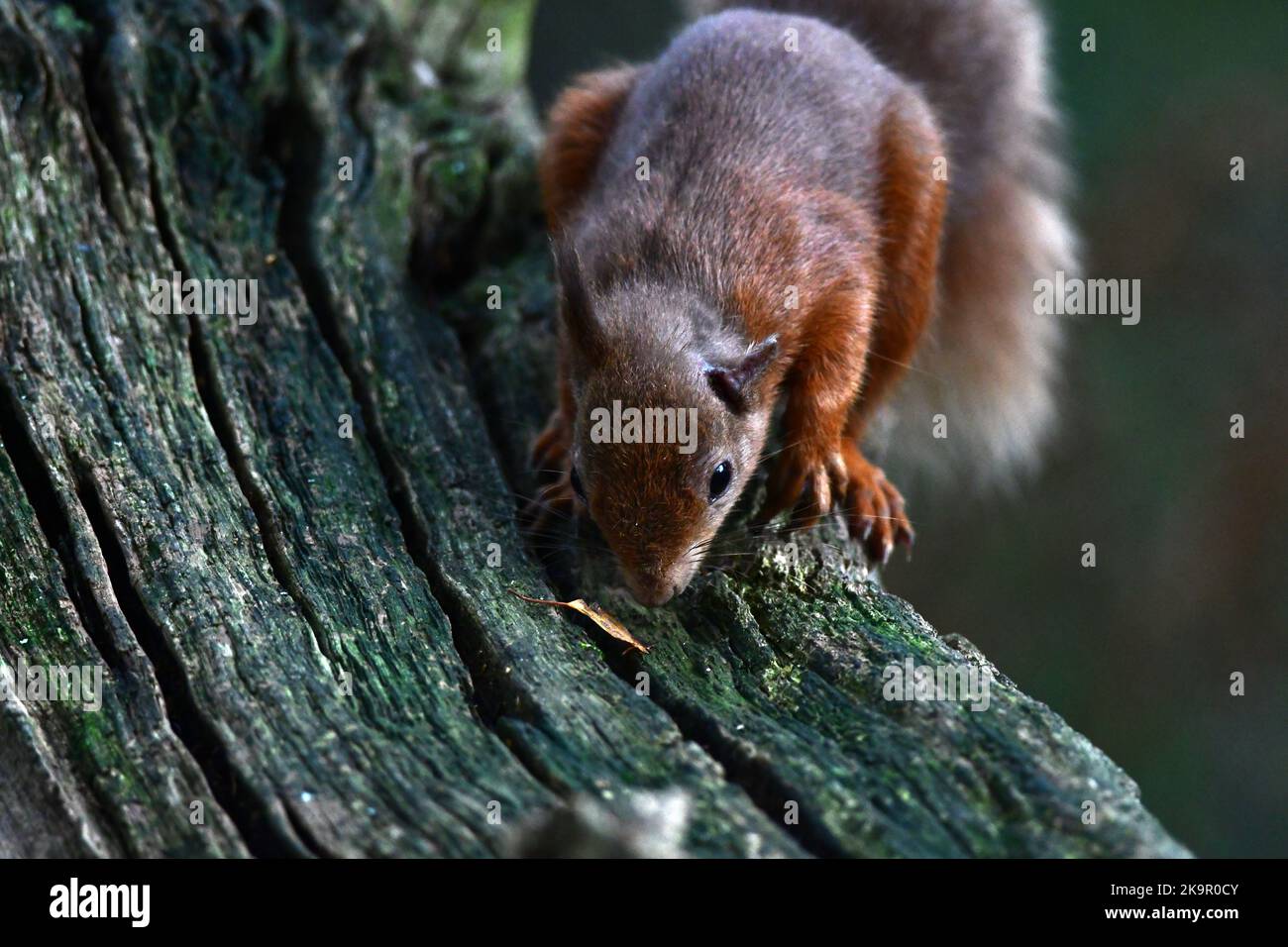 Scottish red squirrel (Sciurus vulgaris Stock Photo - Alamy