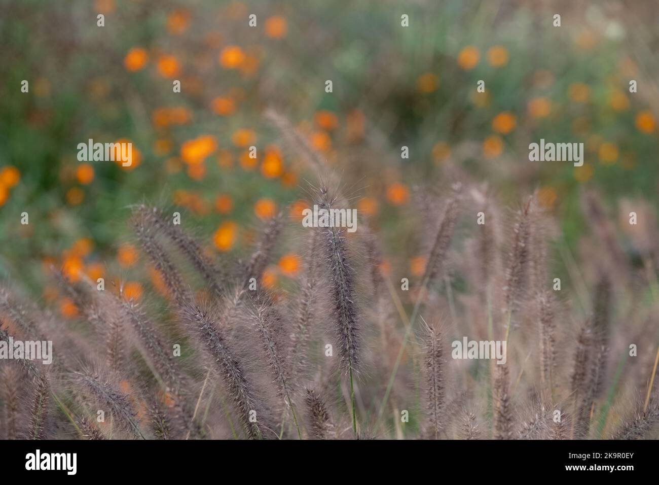 Stunning ornamental grasses, photographed at the RHS Wisley garden ...