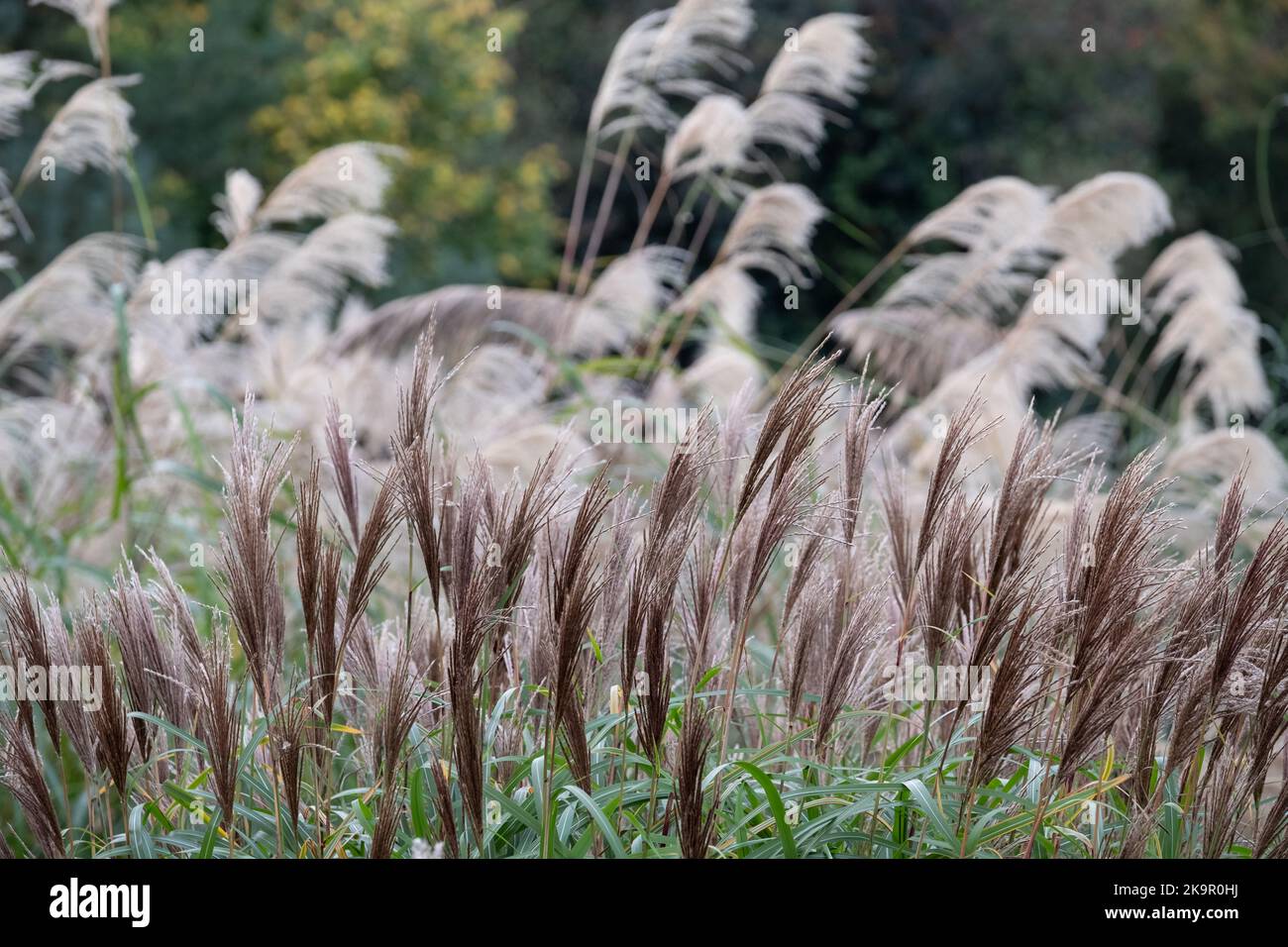 Stunning ornamental grasses, photographed at the RHS Wisley garden ...
