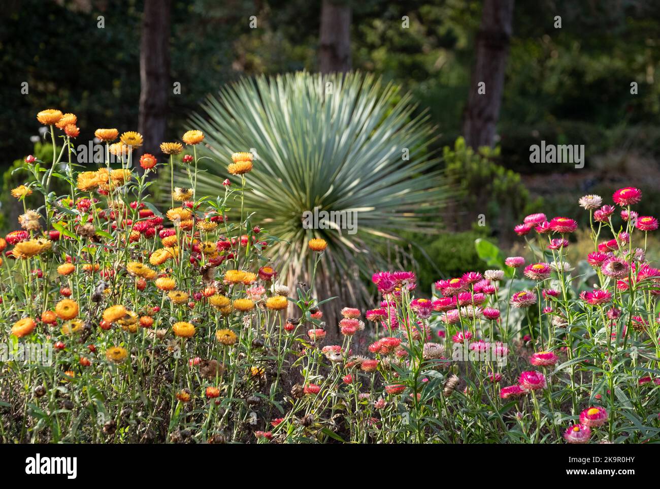 Xerochrysum Bracteatum everlasting flowers, also known as paper daisy ...
