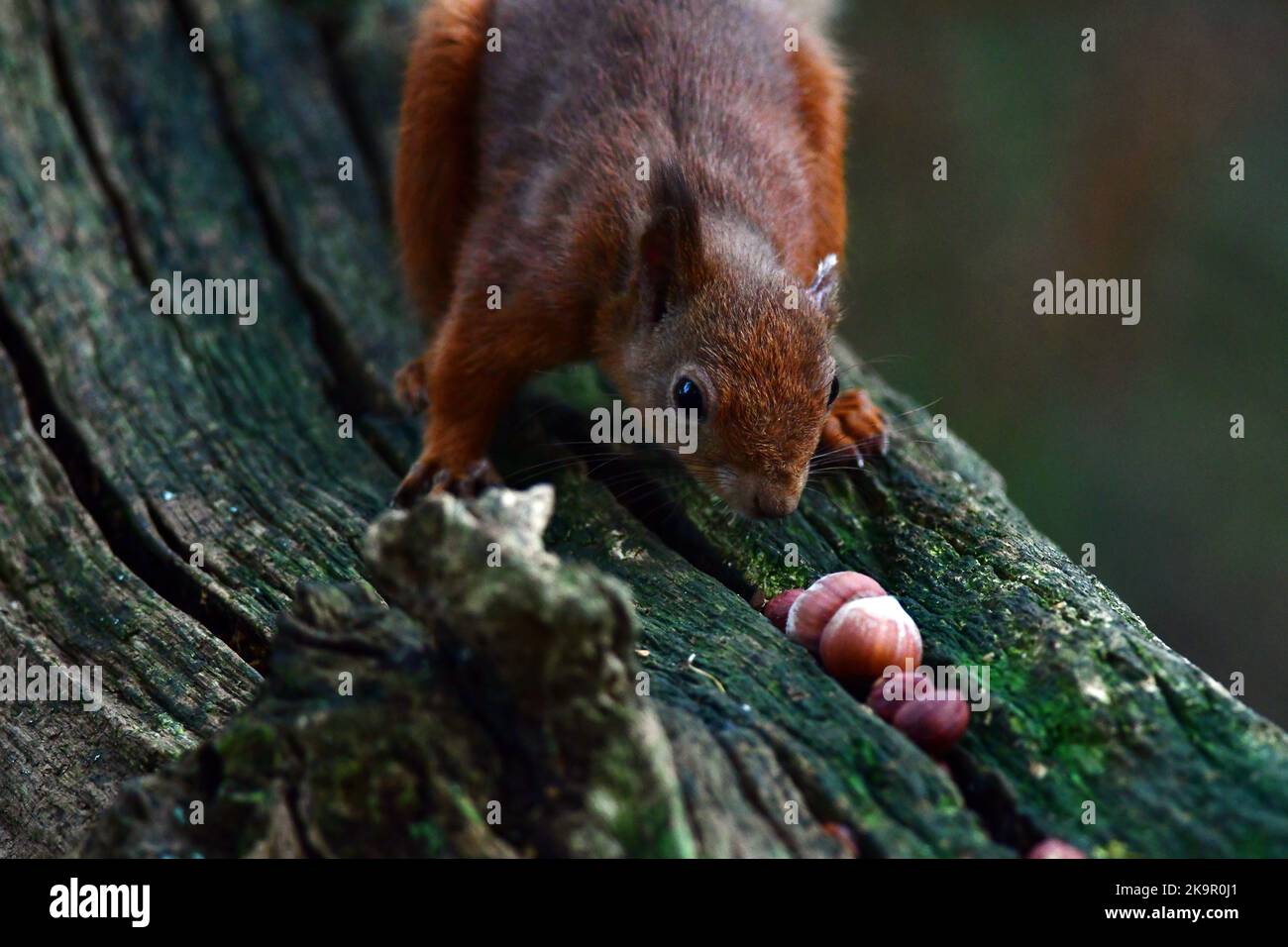 Scottish red squirrel (Sciurus vulgaris Stock Photo - Alamy