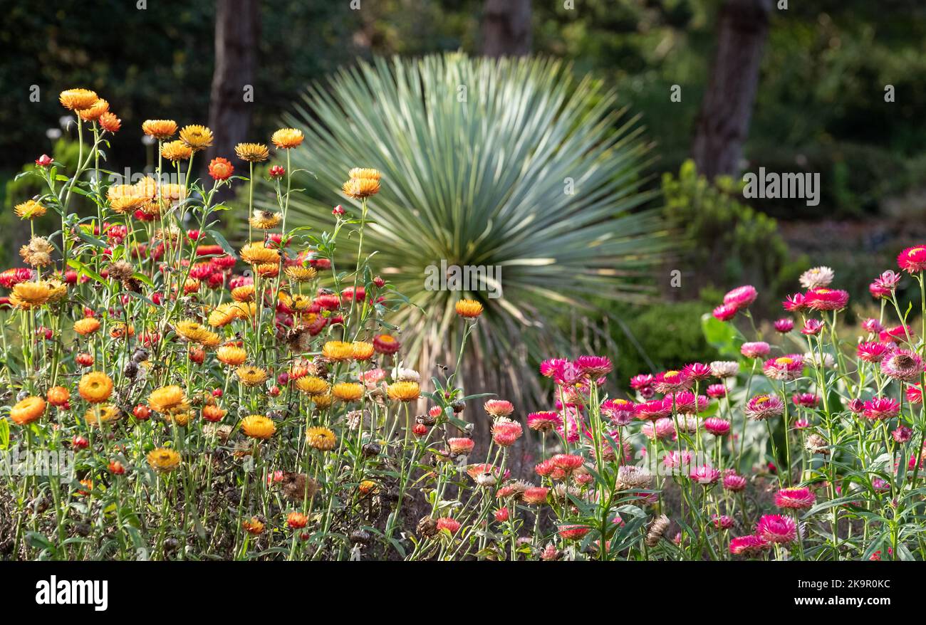 Xerochrysum Bracteatum everlasting flowers, also known as paper daisy ...