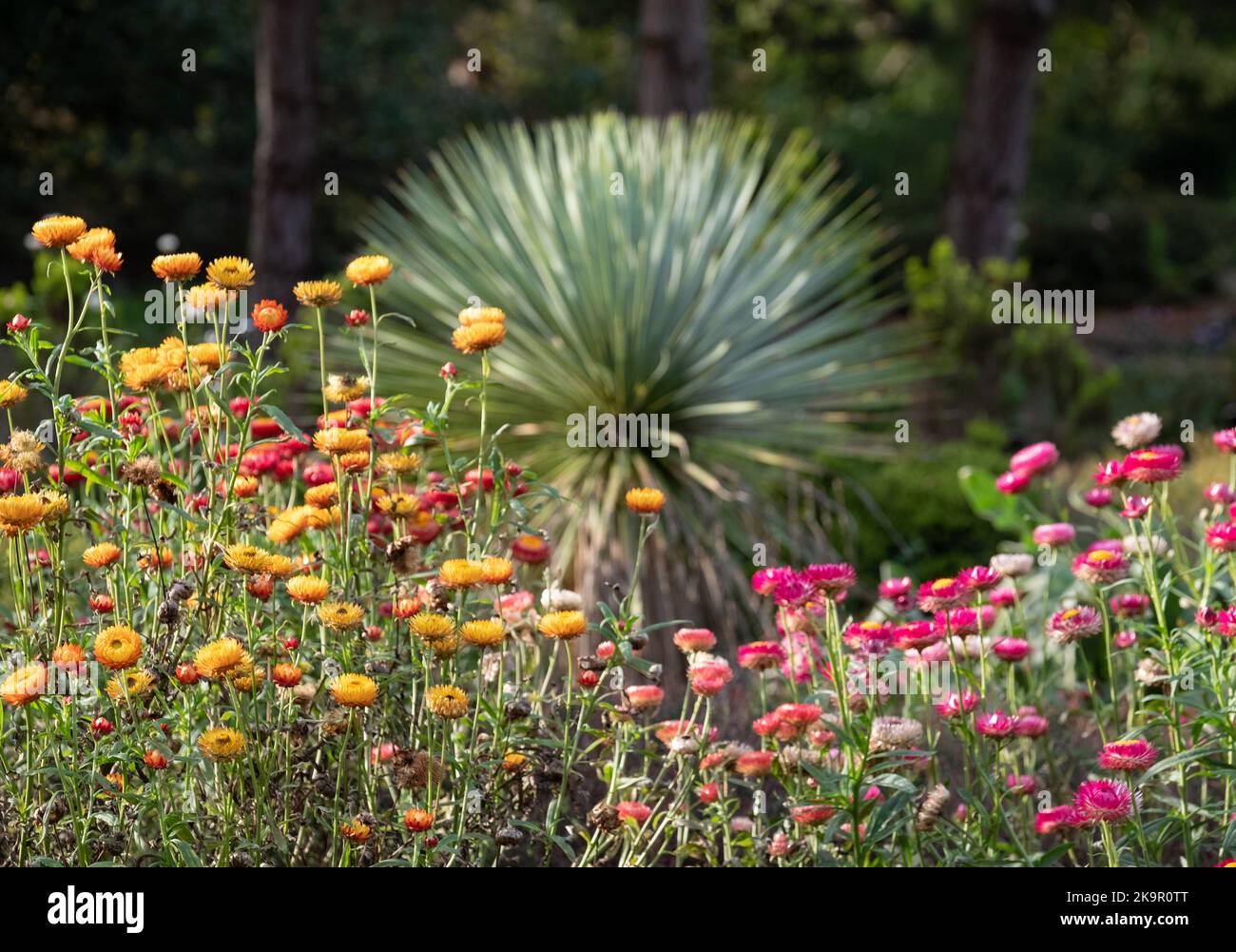 Everlasting daisy scarlet hi-res stock photography and images - Alamy
