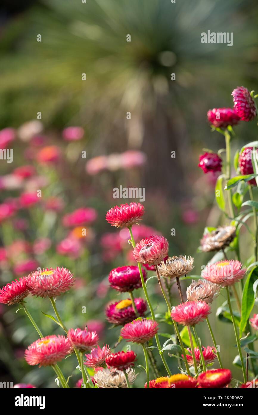 Xerochrysum Bracteatum everlasting flowers, also known as paper daisy ...