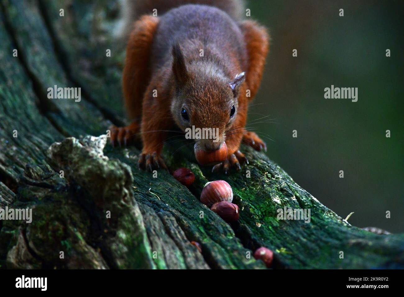 Scottish red squirrel (Sciurus vulgaris Stock Photo - Alamy
