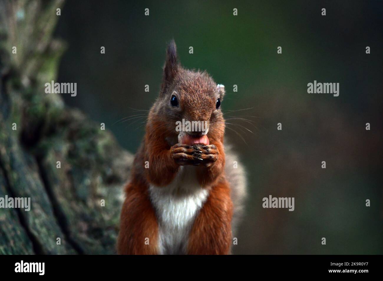 Scottish red squirrel (Sciurus vulgaris Stock Photo - Alamy