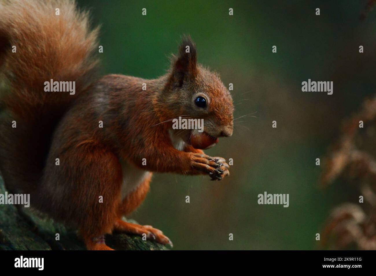 Scottish red squirrel (Sciurus vulgaris Stock Photo - Alamy