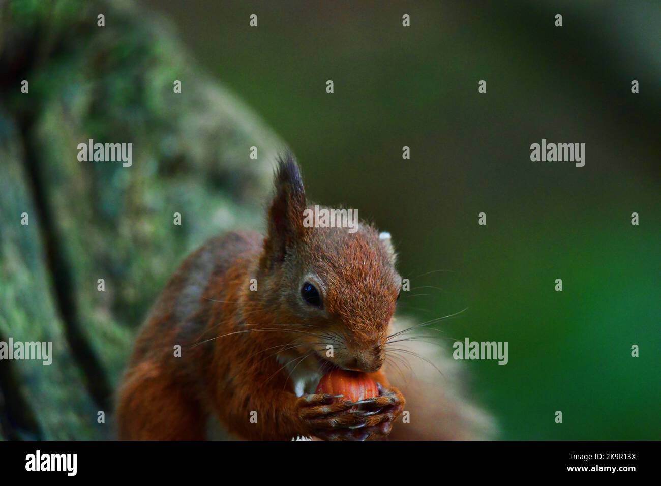 Scottish red squirrel (Sciurus vulgaris Stock Photo - Alamy