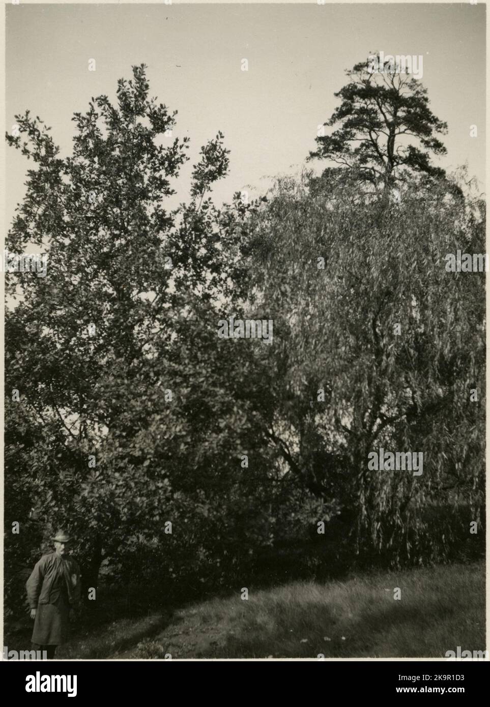 A. M. Johanneson at Tomteboda. An oak, a Salix Elegantissima, fountain ...