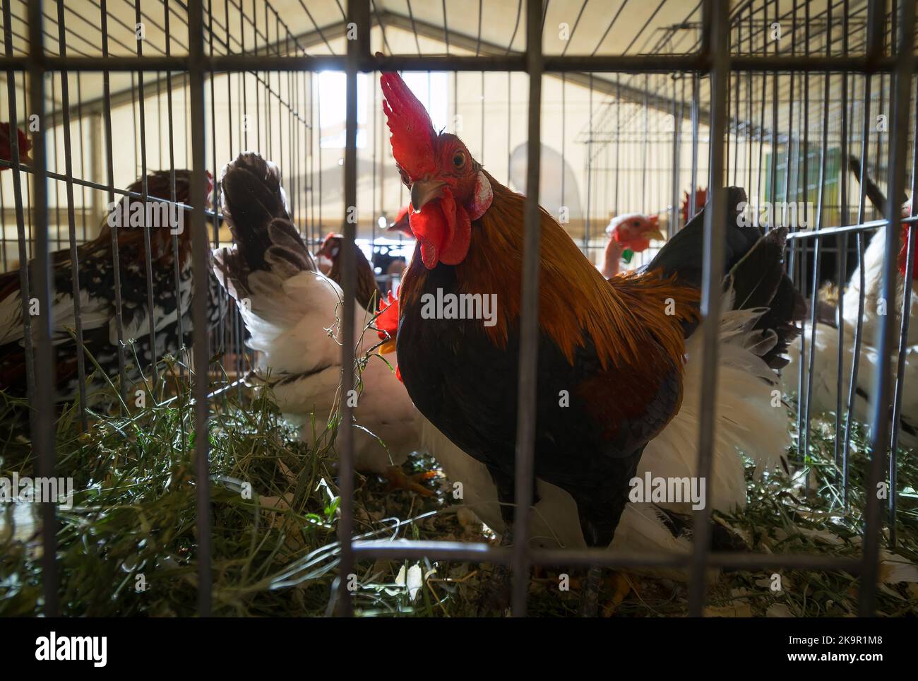 Bucharest, Romania - October 26, 2022: Chickens in cages are presented ...