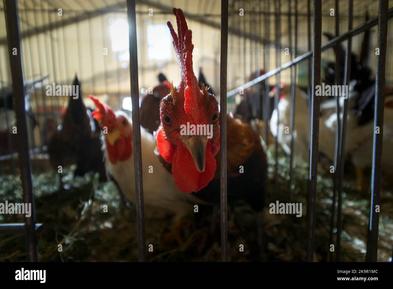 Bucharest, Romania - October 26, 2022: Chickens in cages are presented ...