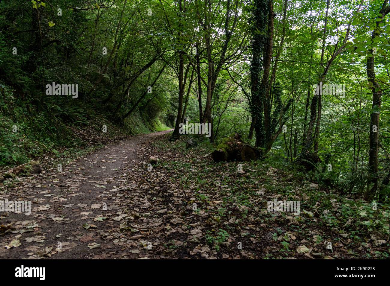 A path in Asturias with trees and ferns all over the place Stock Photo ...