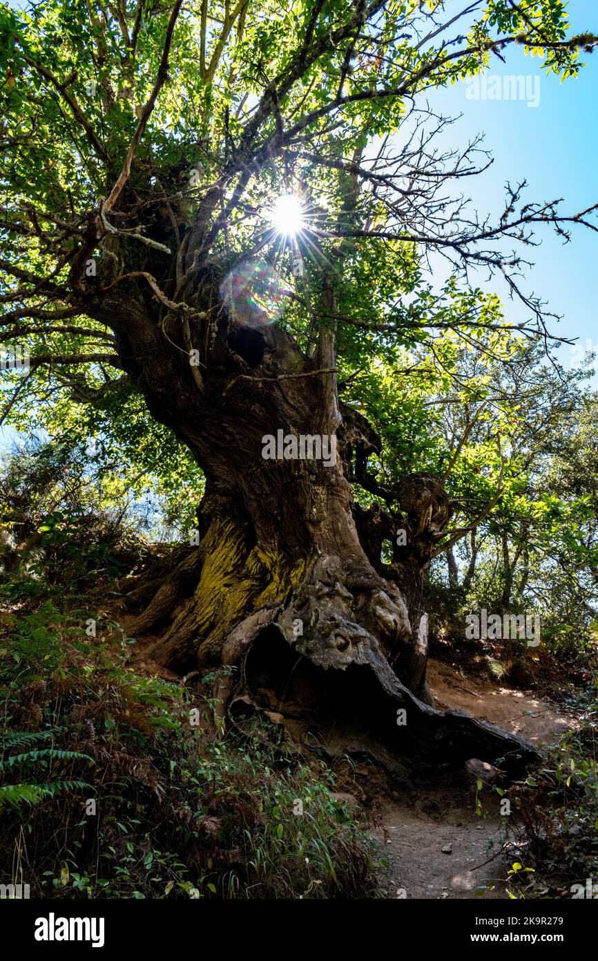 Big tree with big root and with sun flares Stock Photo - Alamy