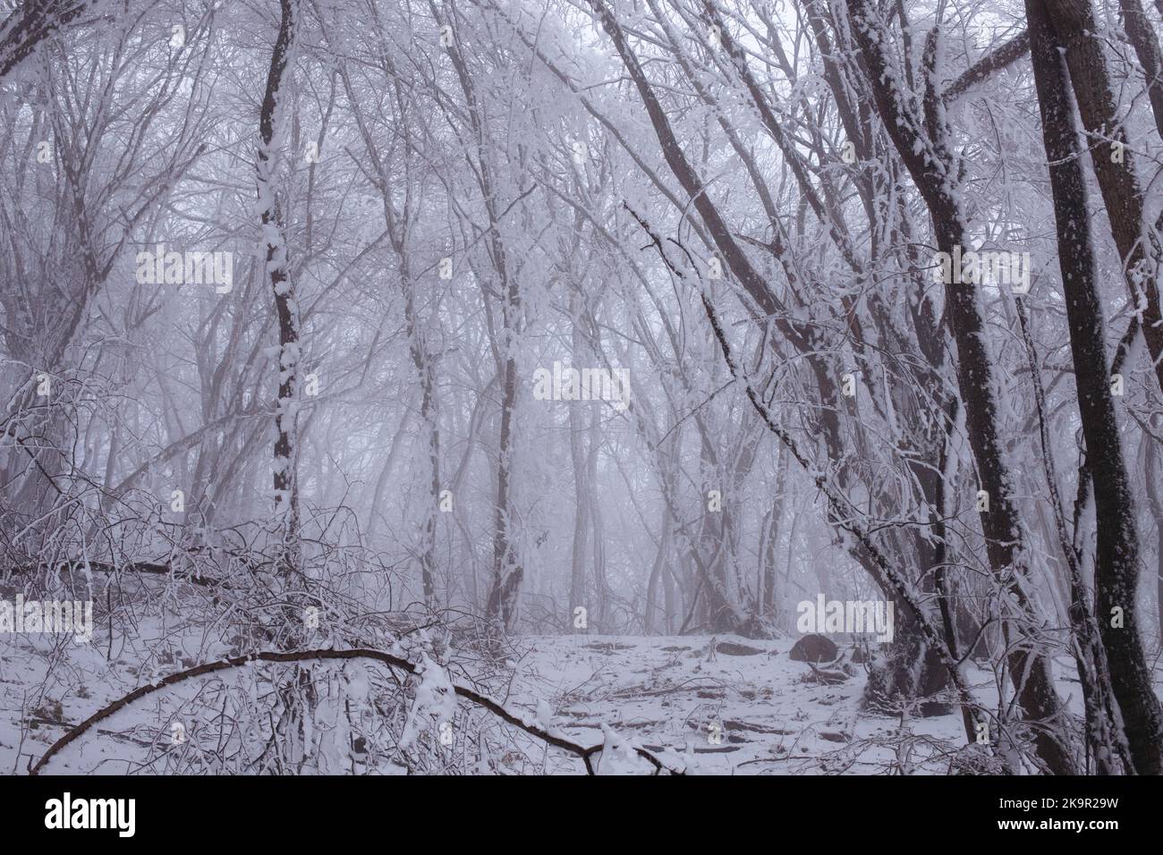 Fabulous foffy forest landscape. Trees are covered with fresh snow ...