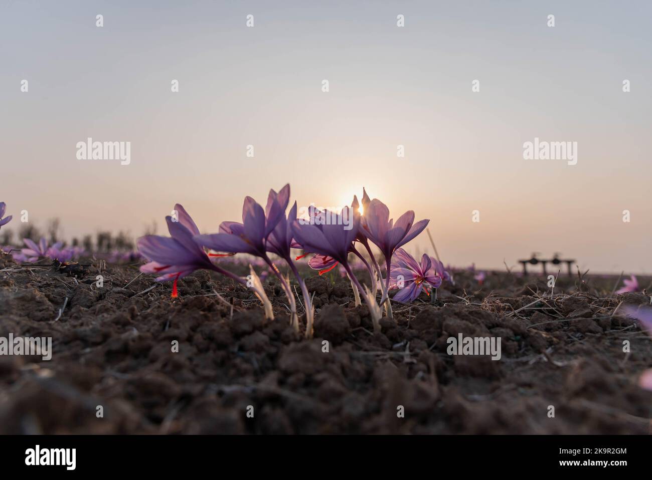 Saffron flower kashmir hi-res stock photography and images - Alamy