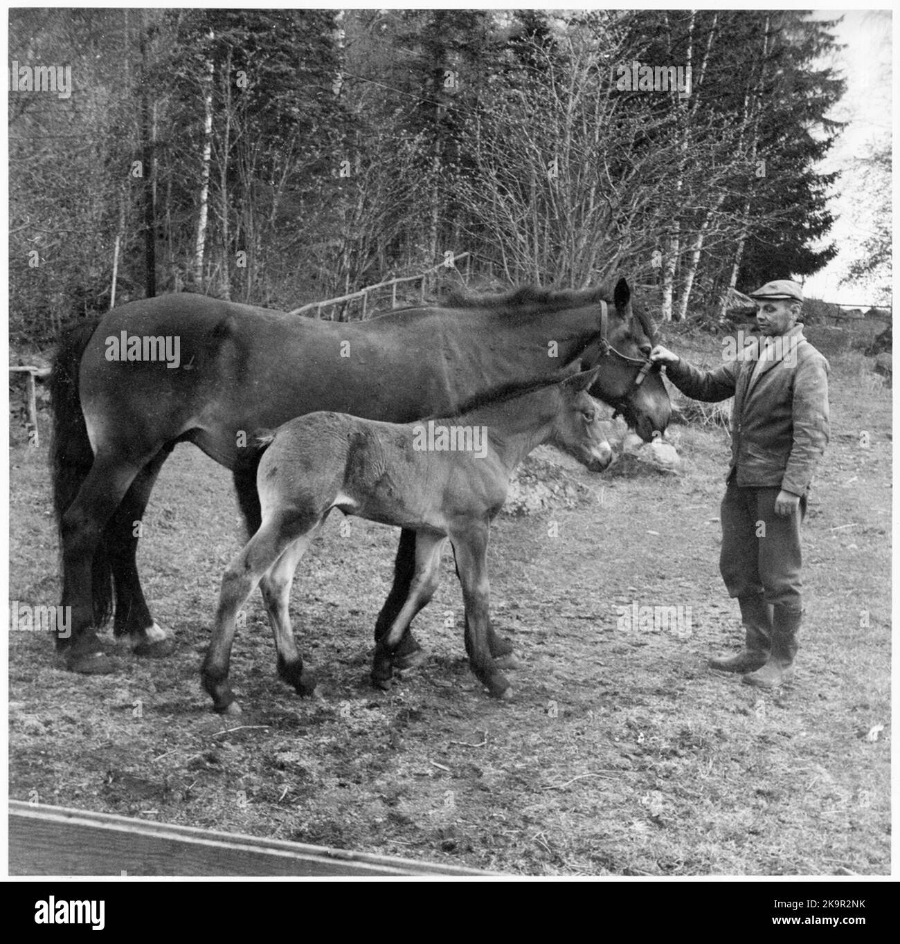 Horse with foal and attendant at Hagge forest management Stock Photo ...