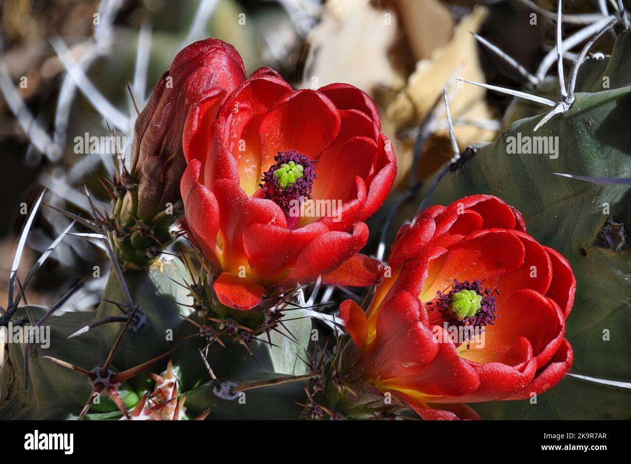 Red Claret Cup Cactus from the American Southwest Stock Photo - Alamy