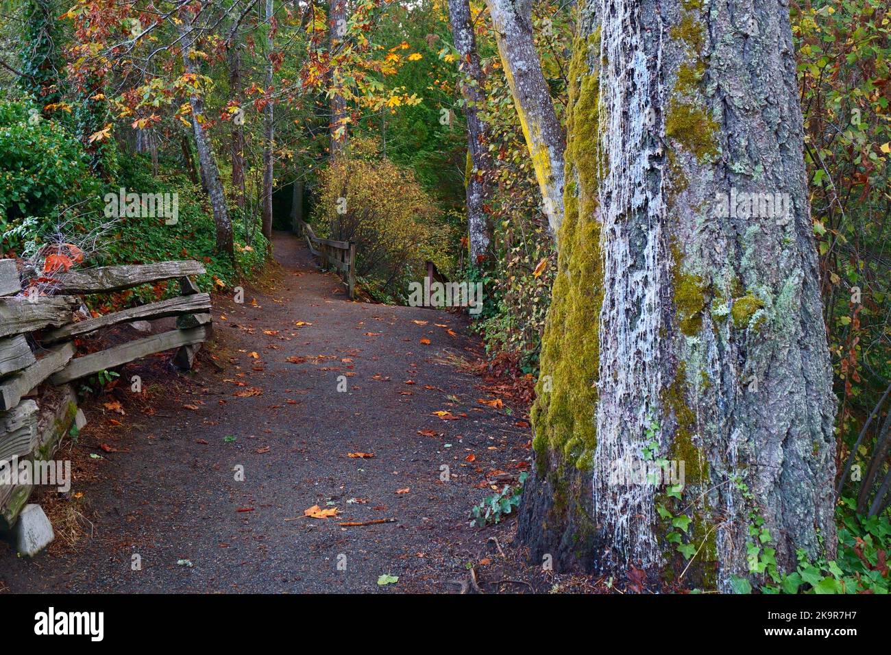 Pathway path fall hi-res stock photography and images - Alamy