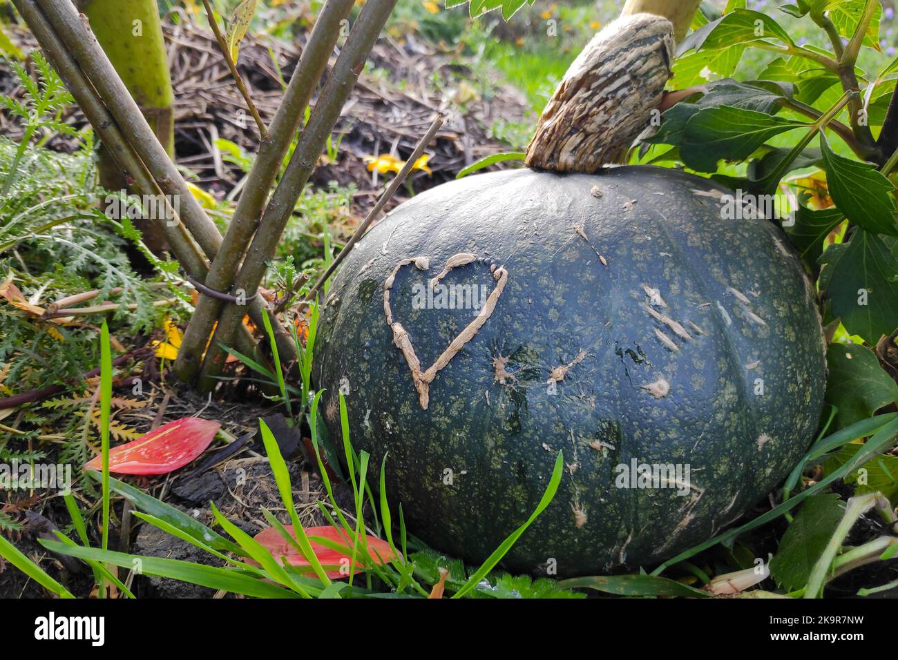 Kabocha squash hi-res stock photography and images - Alamy