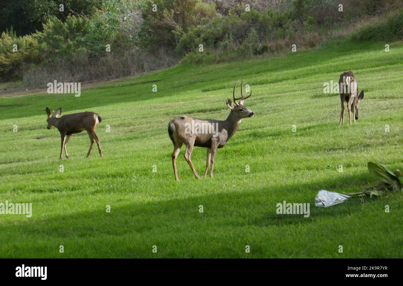 Los Angeles, California, USA 28th October 2022 Deer at Forest Lawn ...