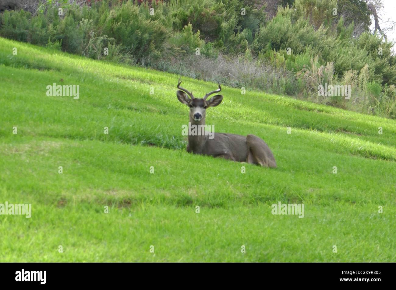 Los Angeles, California, USA 28th October 2022 Deer at Forest Lawn ...