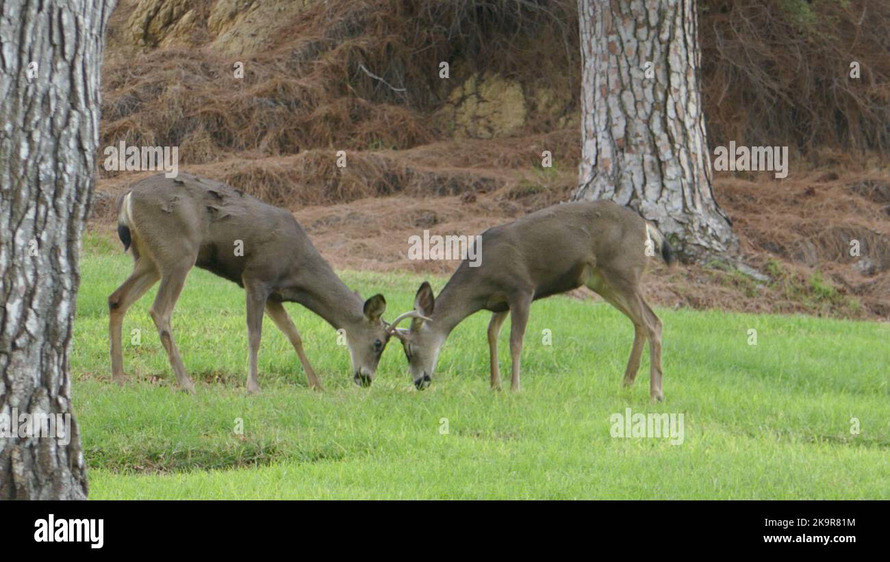 Los Angeles, California, USA 28th October 2022 Deer at Forest Lawn ...